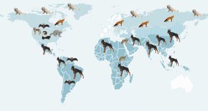 Rabies’ global impact and the fight for Zero by 2030 - National ...