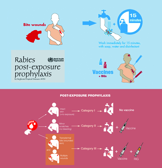 Rabies Global Impact And The Fight For Zero By 2030 National Rabies Global Impact And The Fight For Zero By 2030 National