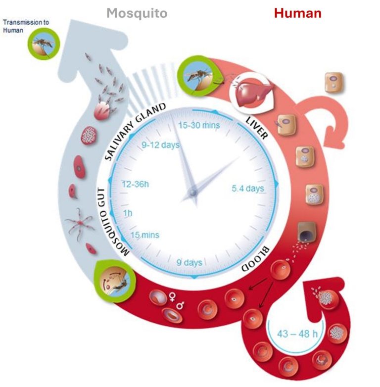 Malaria: epidemiology, prevention and management of the disease ...